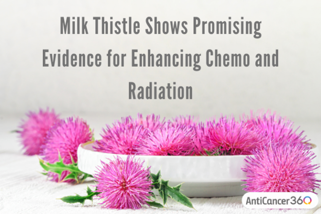 How to Use Milk Thistle to Fight Cancer: A Powerful Multi-Tasking Tool