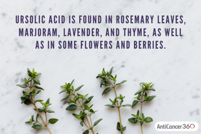 How To Fight Cancer More Effectively With Ursolic Acid