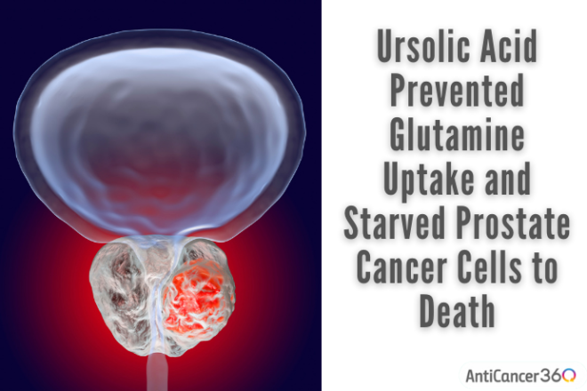 How To Fight Cancer More Effectively With Ursolic Acid