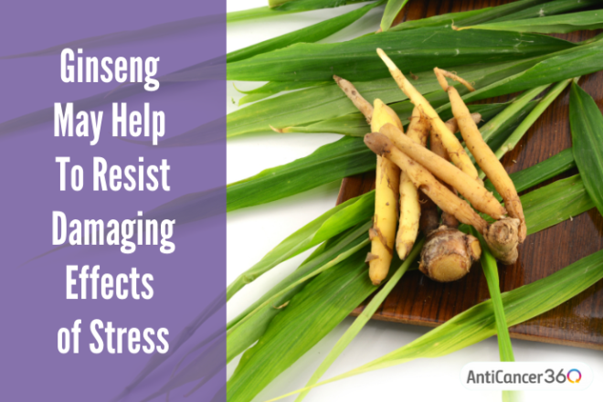 How Ginseng May Help Fight Cancer and Boost Energy Levels (Part 1)