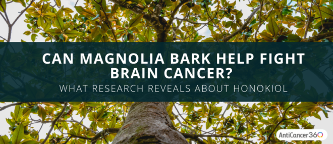 Can Magnolia Bark Help Fight Brain Cancer? What Research Reveals About ...
