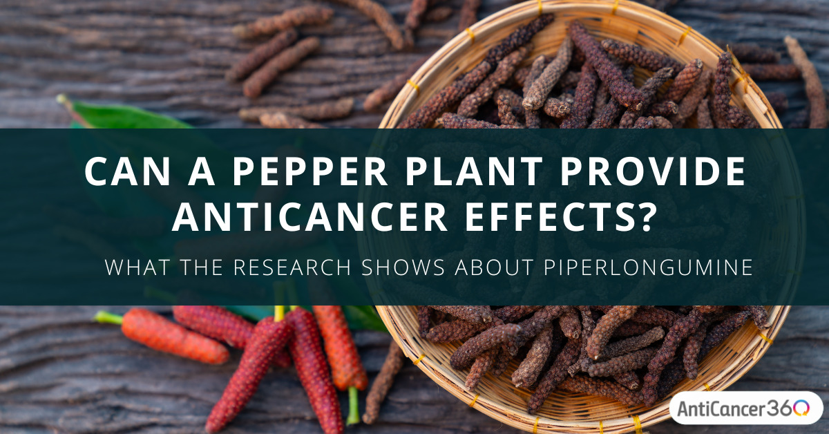 Can A Pepper Plant Provide Anticancer Effects? What The Research Shows ...