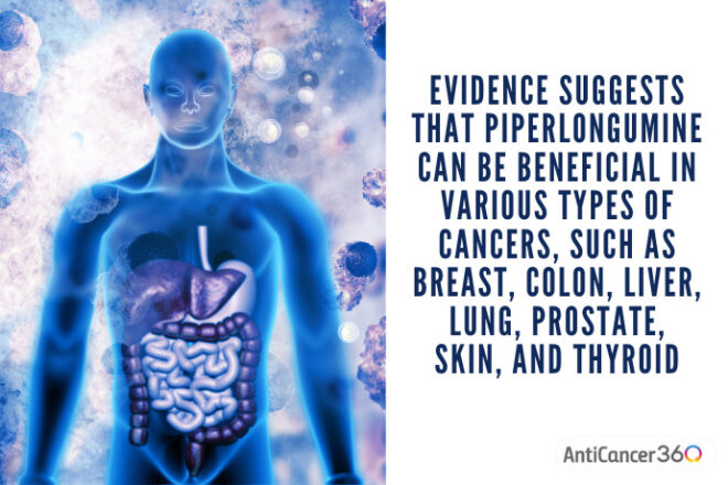 Can A Pepper Plant Provide Anticancer Effects? What The Research Shows ...